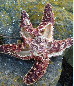 Starfish Wasting Disease - Surfrider Foundation