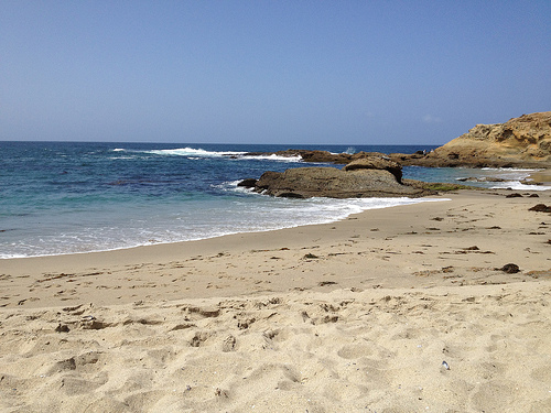 Beach Ecosystem